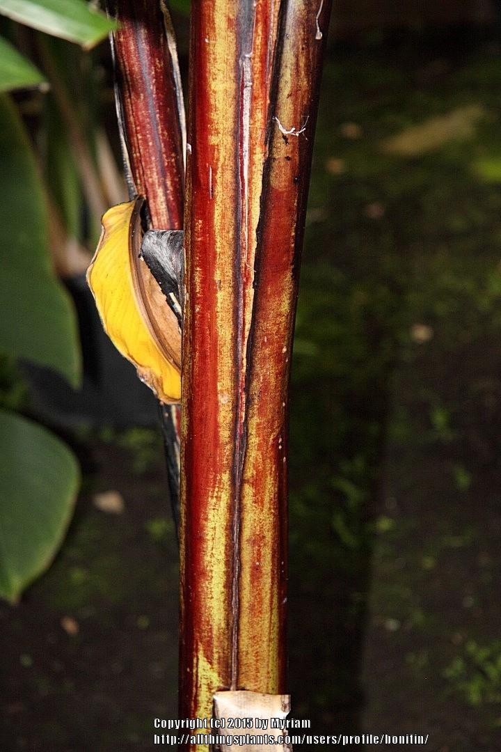 Banana (Musa sanguinea) in the Bananas Database - Garden.org