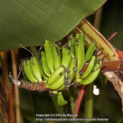 Banana (Musa sanguinea) in the Bananas Database - Garden.org