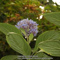 Blue Evergreen Hydrangea (Hydrangea febrifuga) in the Hydrangeas ...