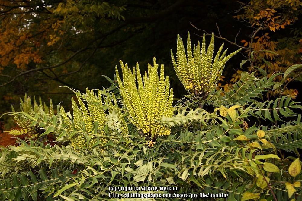 Chinese Hollygrape (Mahonia oiwakensis) - Garden.org