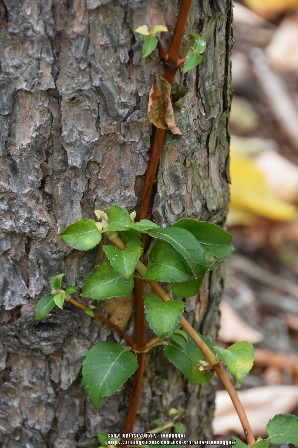 Photo of the stem, scape, stalk or bark of Climbing Hydrangea ...