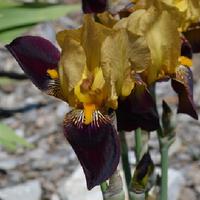 Photo of the bloom of Tall Bearded Iris (Iris 'Red Torch') posted by ...