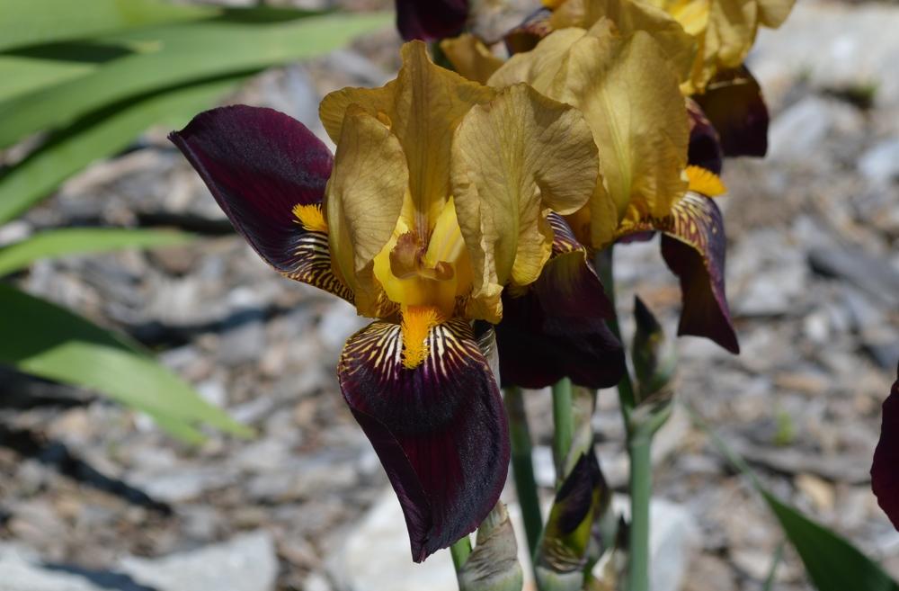 Photo of the bloom of Tall Bearded Iris (Iris 'Red Torch') posted by ...