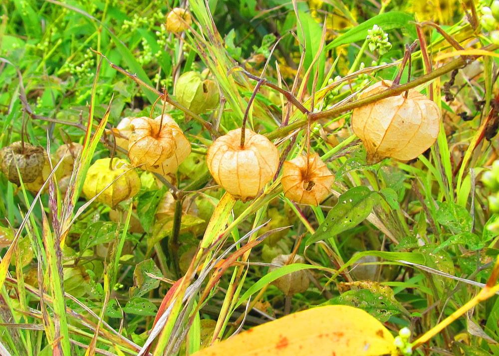 Bladder Ground Cherry (Physalis longifolia var. subglabrata) - Garden.org