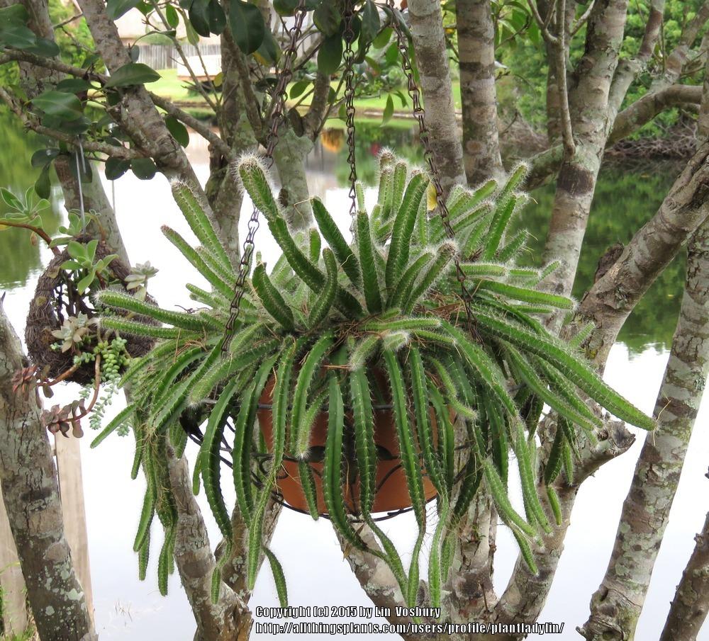 Photo of the entire plant of Dog-Tail Cactus (Deamia testudo) posted by ...