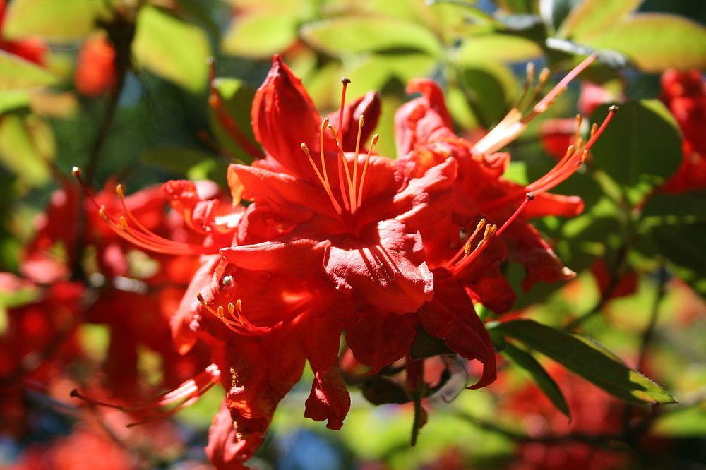 Rhododendron 'Fireglow' in the Rhododendrons Database - Garden.org