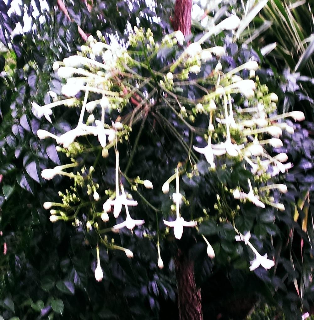 Indian Cork Tree (Millingtonia hortensis) - Garden.org