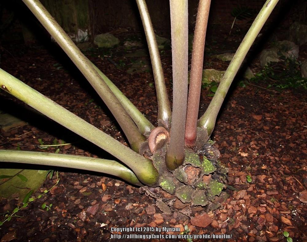 Photo of the stem, scape, stalk or bark of Angiopteris pruinosa posted ...