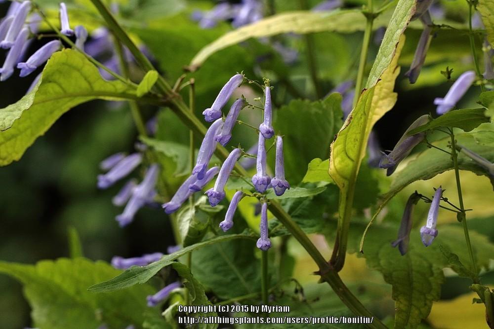 Photo of the bloom of Trumpet Spurflower (Isodon longitubus) posted by ...