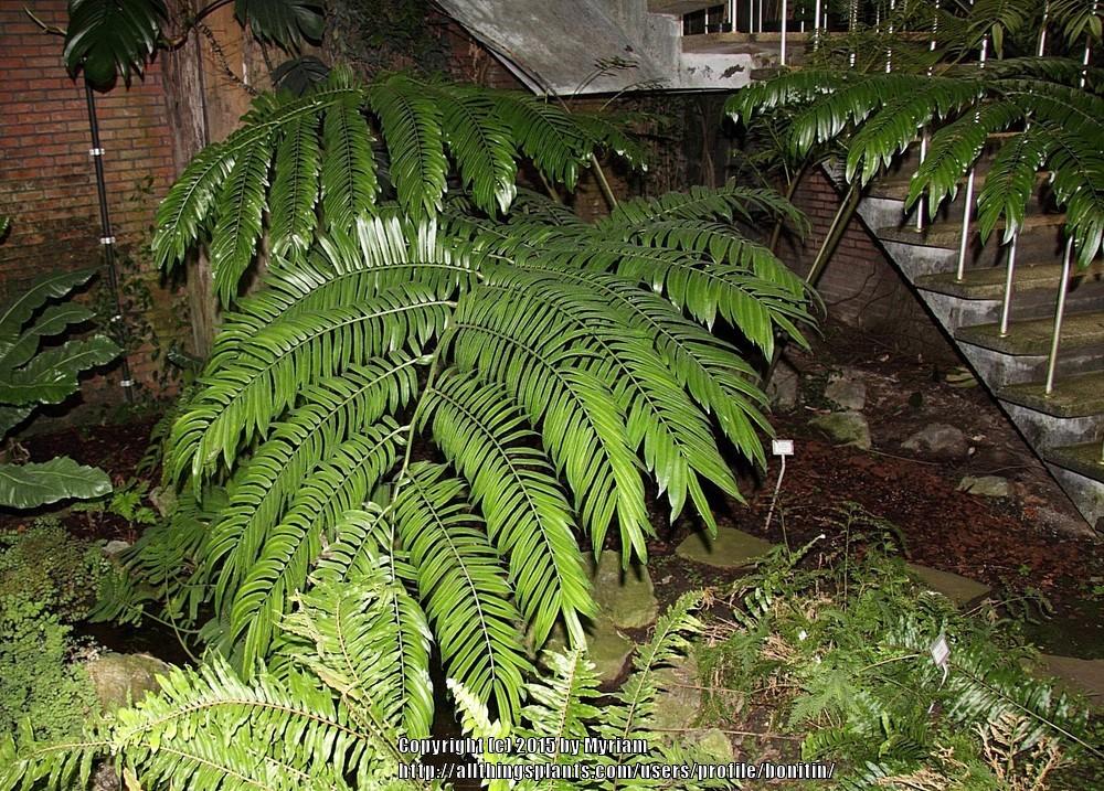 Angiopteris pruinosa - Garden.org