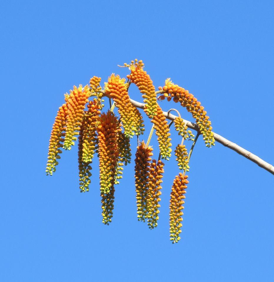 Colville's Glory Tree (Colvillea racemosa) - Garden.org