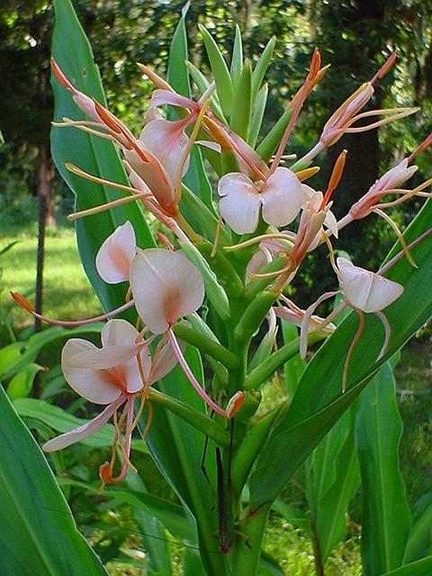 Ginger Lilies: Plant Care and Collection of Varieties - Garden.org