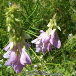Goat's Rue (Galega officinalis) - Garden.org