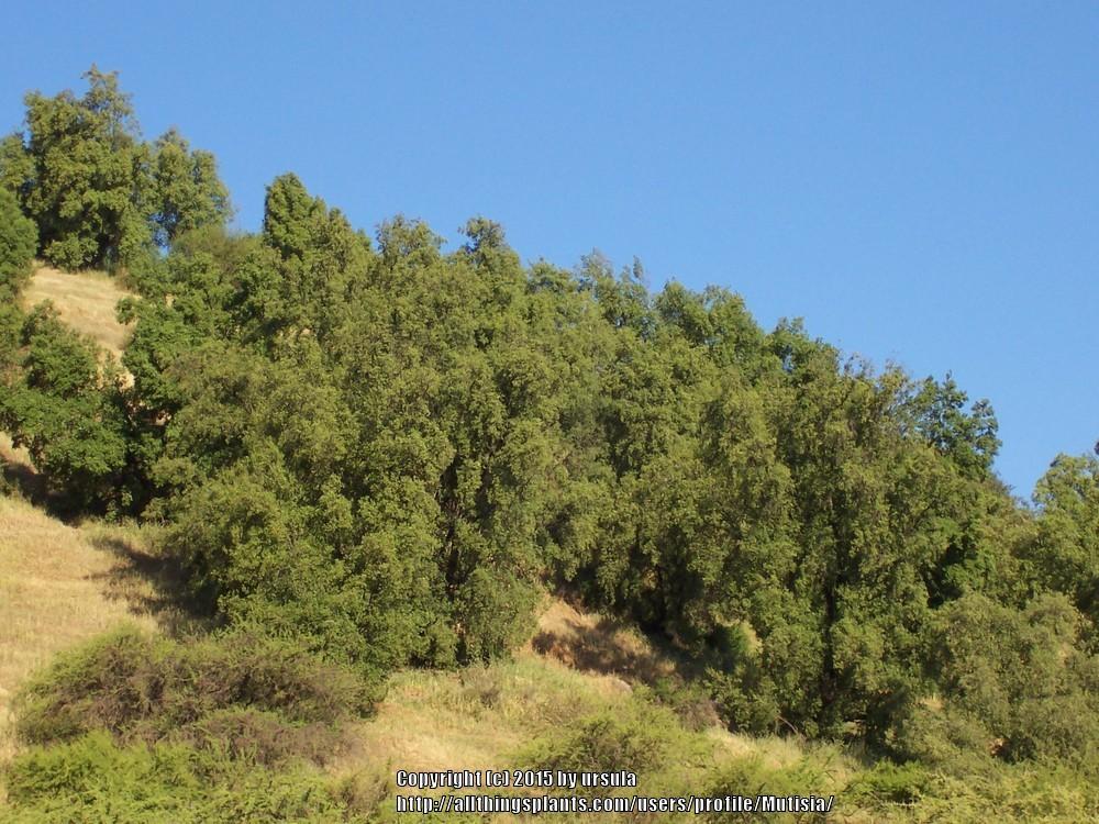 Photo of the habitat view of Soap Bark Tree (Quillaja saponaria) posted ...