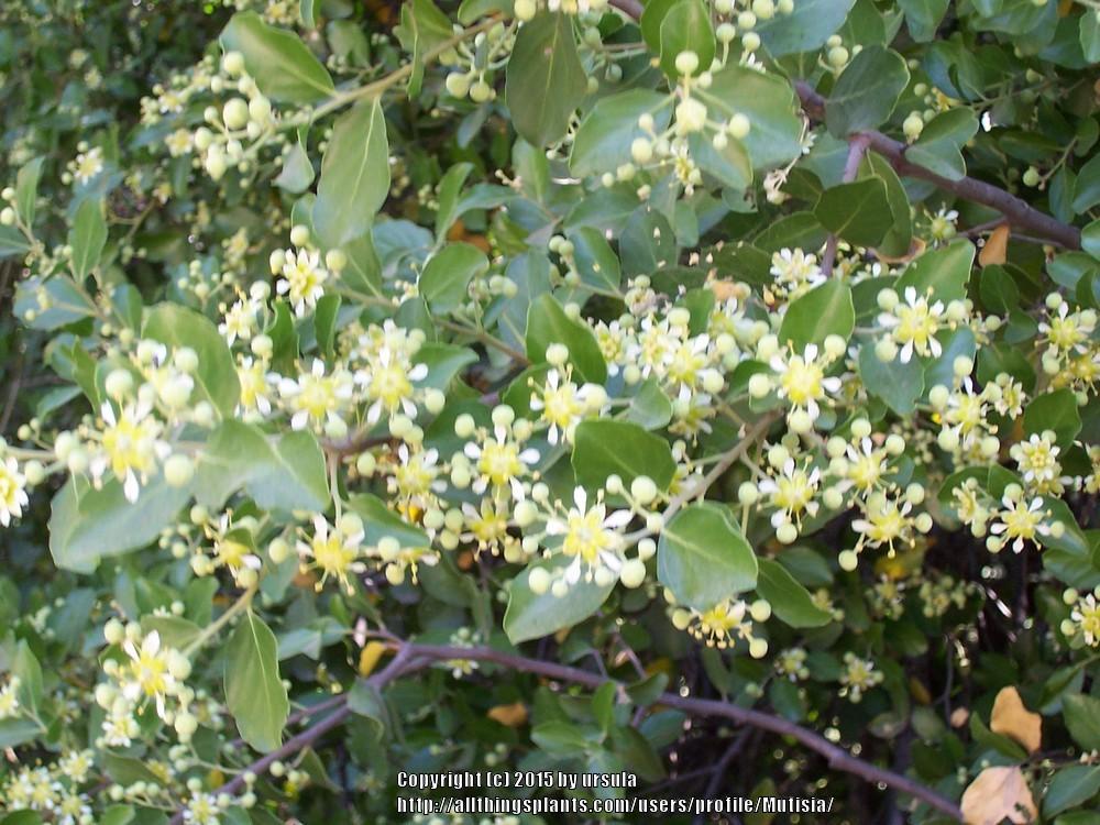 Photo of the bloom of Soap Bark Tree (Quillaja saponaria) posted by ...