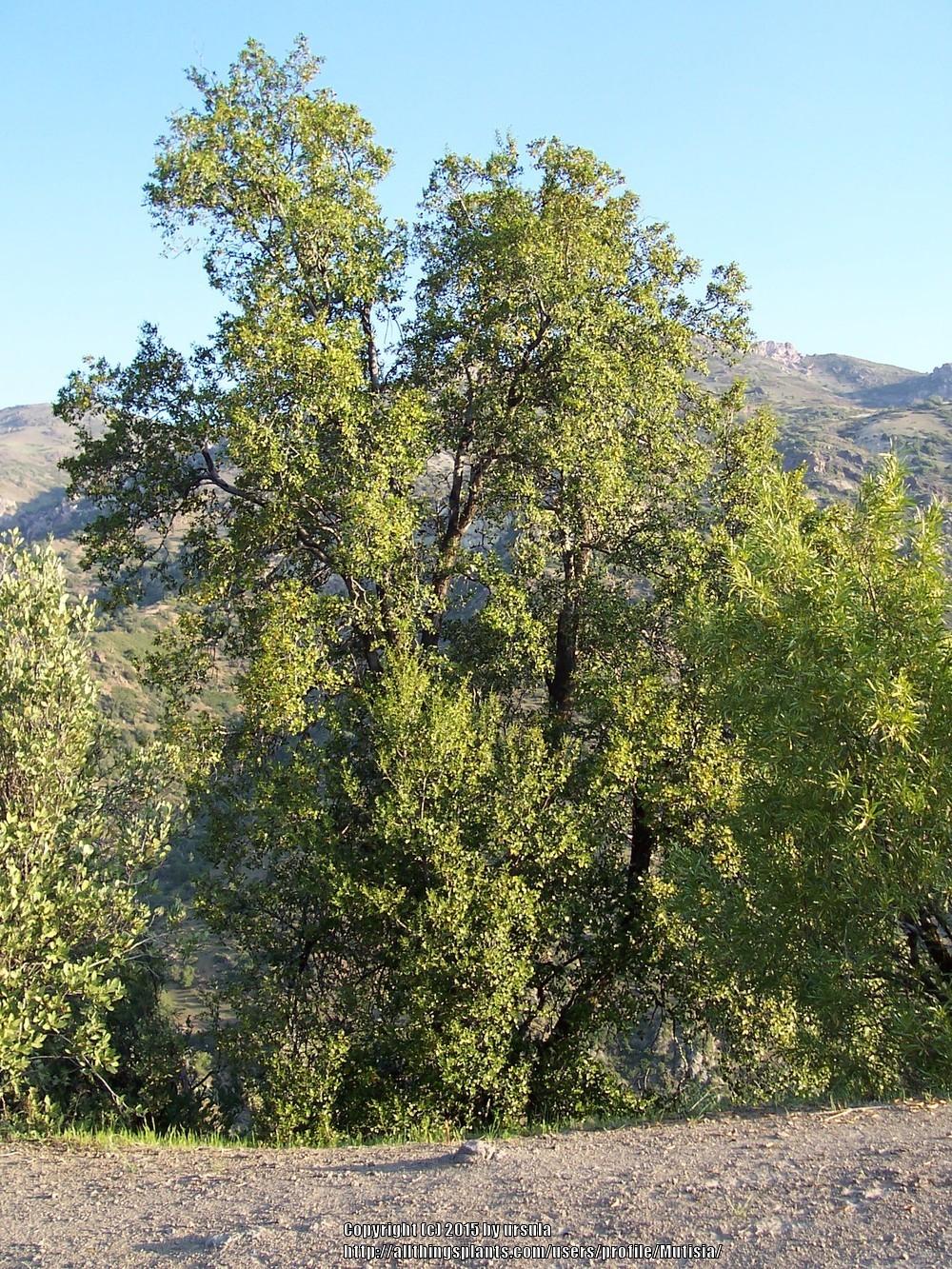 Photo of the entire plant of Soap Bark Tree (Quillaja saponaria) posted ...