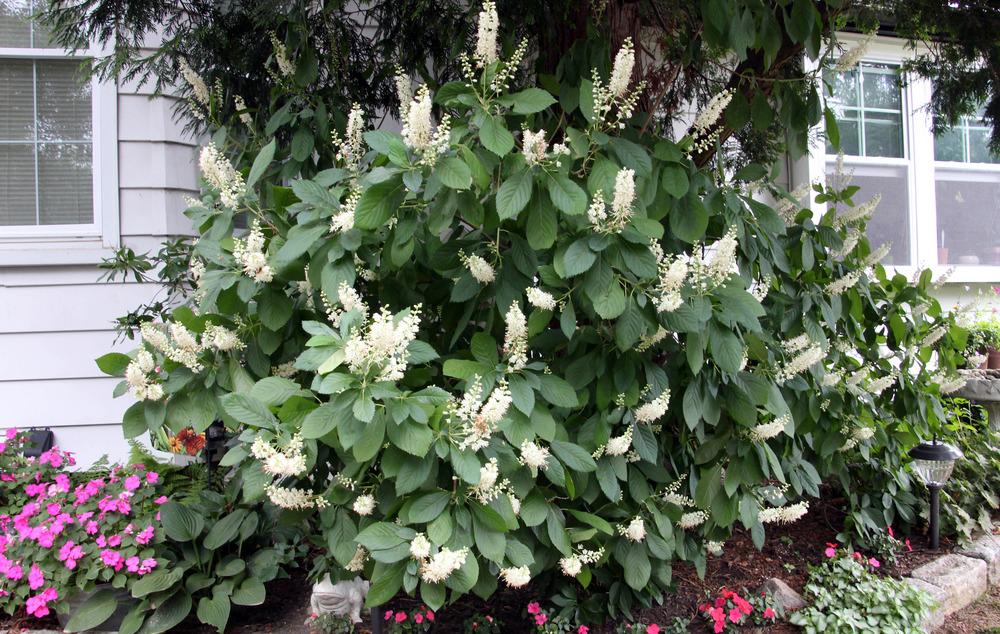 Photo of the entire plant of Summersweet (Clethra alnifolia ...