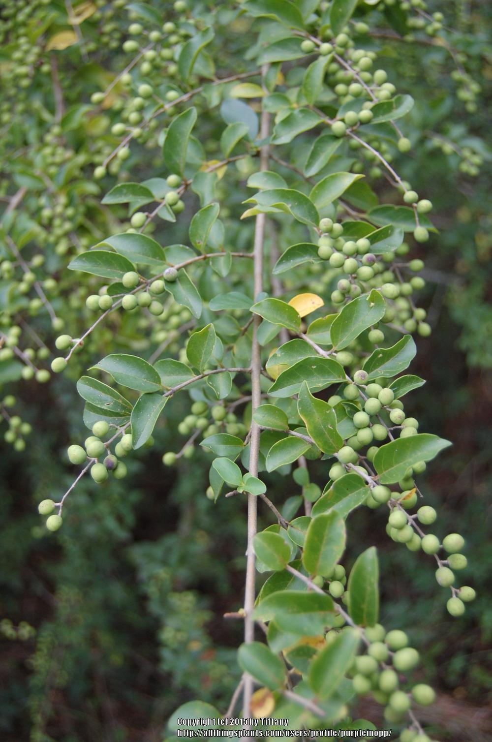 Photo of the seed pods or heads of Chinese Privet (Ligustrum sinense ...