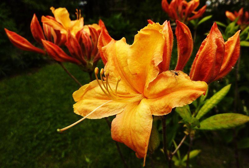 Rhododendron 'Golden Light' in the Rhododendrons Database - Garden.org