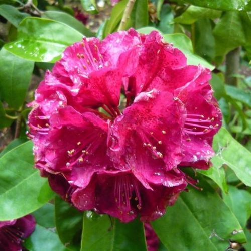 Rhododendron 'Henry's Red' in the Rhododendrons Database - Garden.org