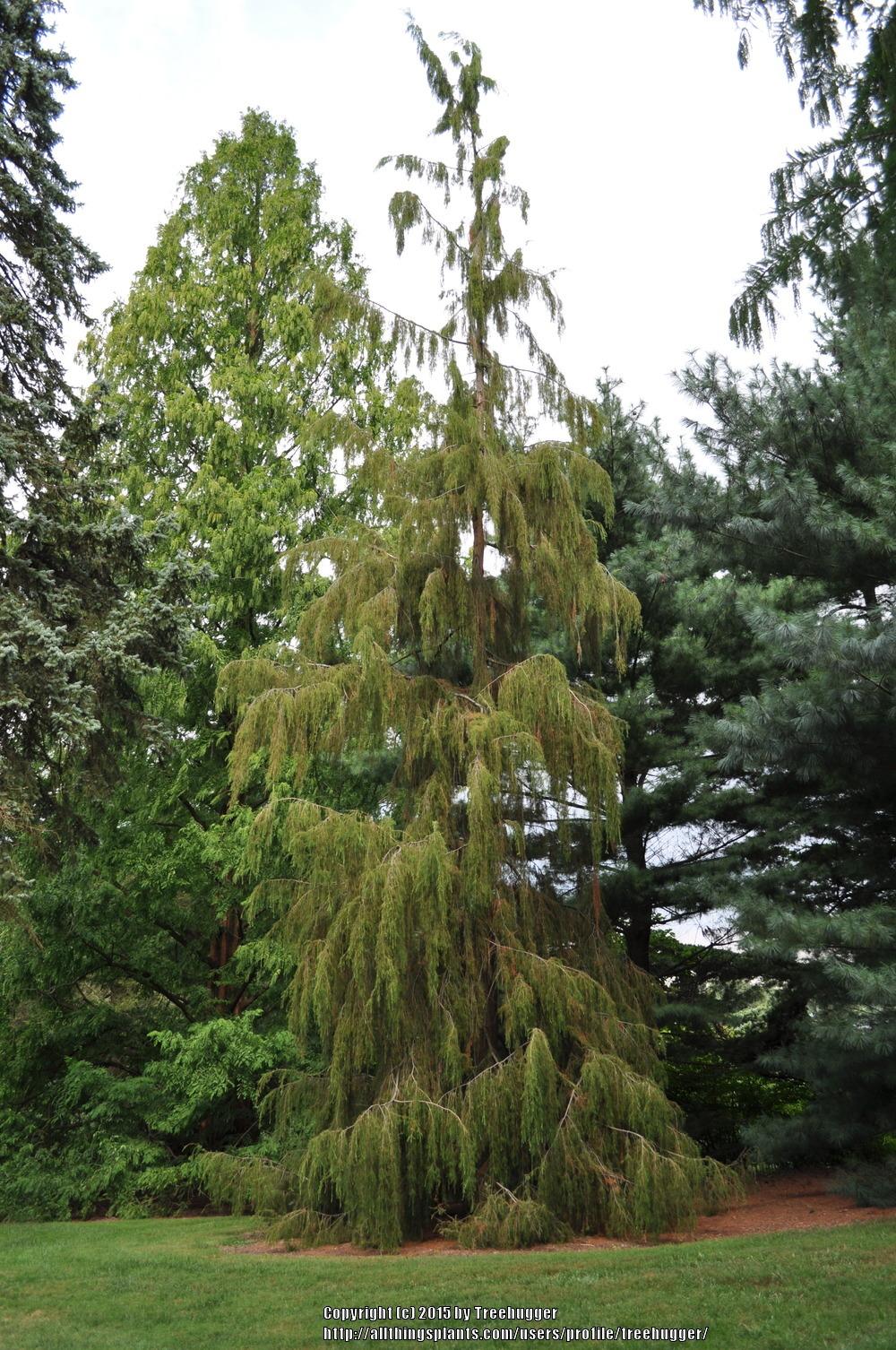 Photo of the entire plant of Temple Juniper (Juniperus rigida) posted ...