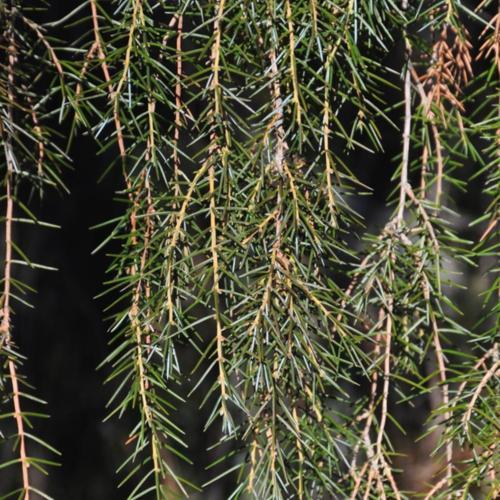 Temple Juniper (Juniperus rigida) - Garden.org