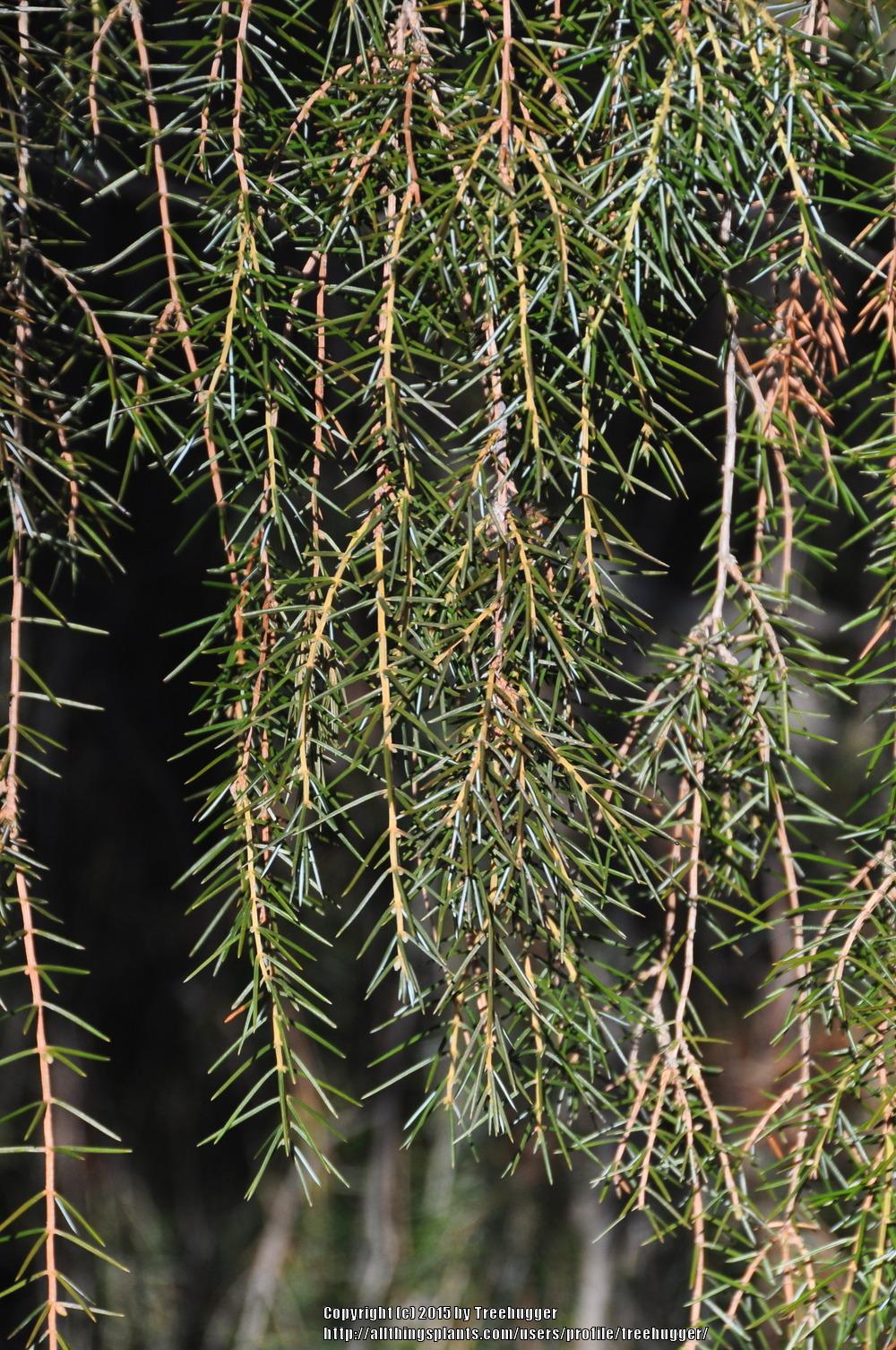 Temple Juniper (Juniperus rigida) - Garden.org