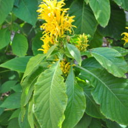 Yellow Jacobinia (Justicia aurea) - Garden.org