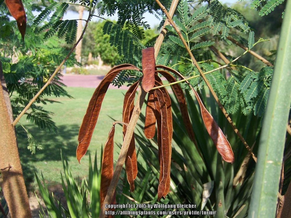 Photo of the seed pods or heads of Lead Tree (Leucaena leucocephala ...