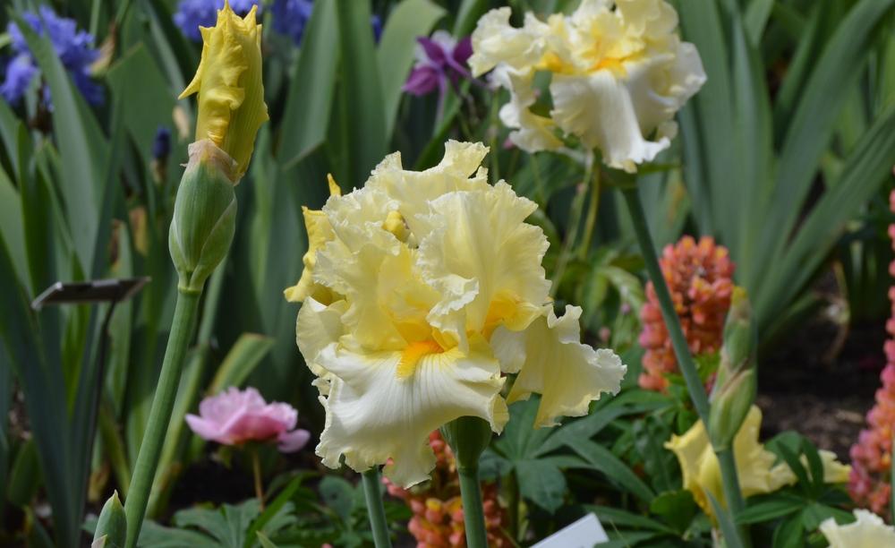 Photo of the bloom of Tall Bearded Iris (Iris 'Absolute Star') posted ...