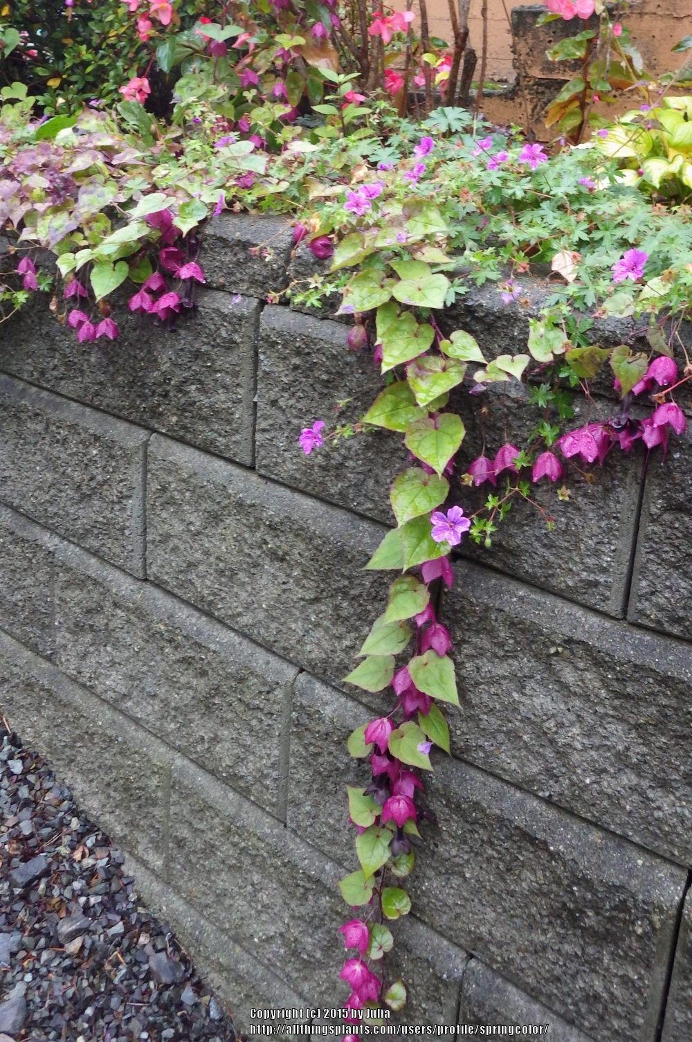 Photo of the entire plant of Purple Bell Vine (Rhodochiton ...
