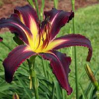 Daylily (Hemerocallis 'Black Panther') in the Daylilies Database - Garden.org