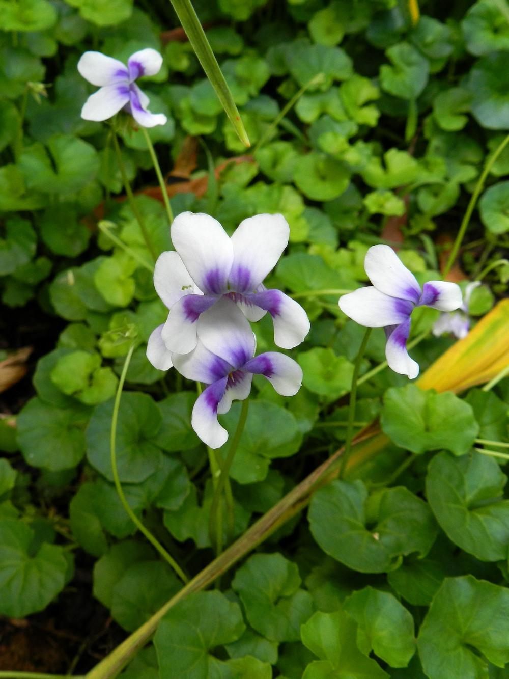 Photo of the entire plant of Ivy-Leaf Violet (Viola hederacea) posted ...