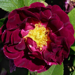 Rose (Rosa 'Tuscany') in the Roses Database - Garden.org