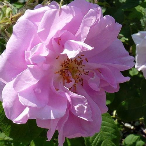 Rose (Rosa 'York and Lancaster') in the Roses Database - Garden.org