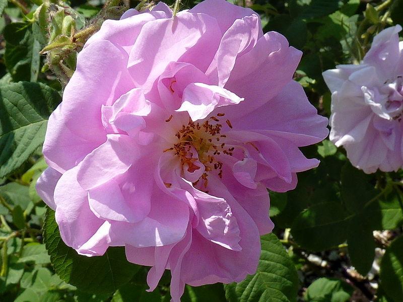 Rose (Rosa 'York and Lancaster') in the Roses Database - Garden.org