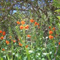 Photo of the bloom of Mask Flower (Alonsoa meridionalis) posted by ...