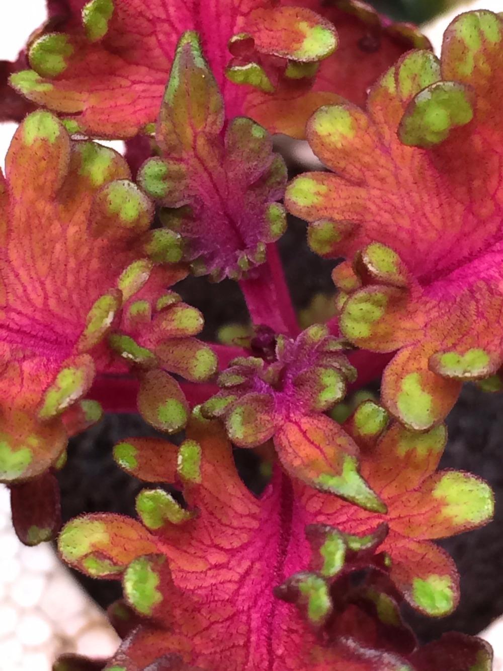 Coleus: Plant Care and Collection of Varieties - Garden.org