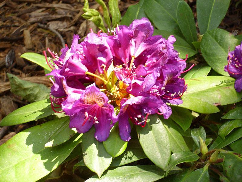 Rhododendron 'Rasputin' in the Rhododendrons Database - Garden.org