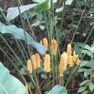 Rattlesnake Ginger (Calathea crotalifera) - Garden.org