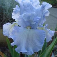 Tall Bearded Iris (Iris 'Absolute Treasure') in the Irises Database ...