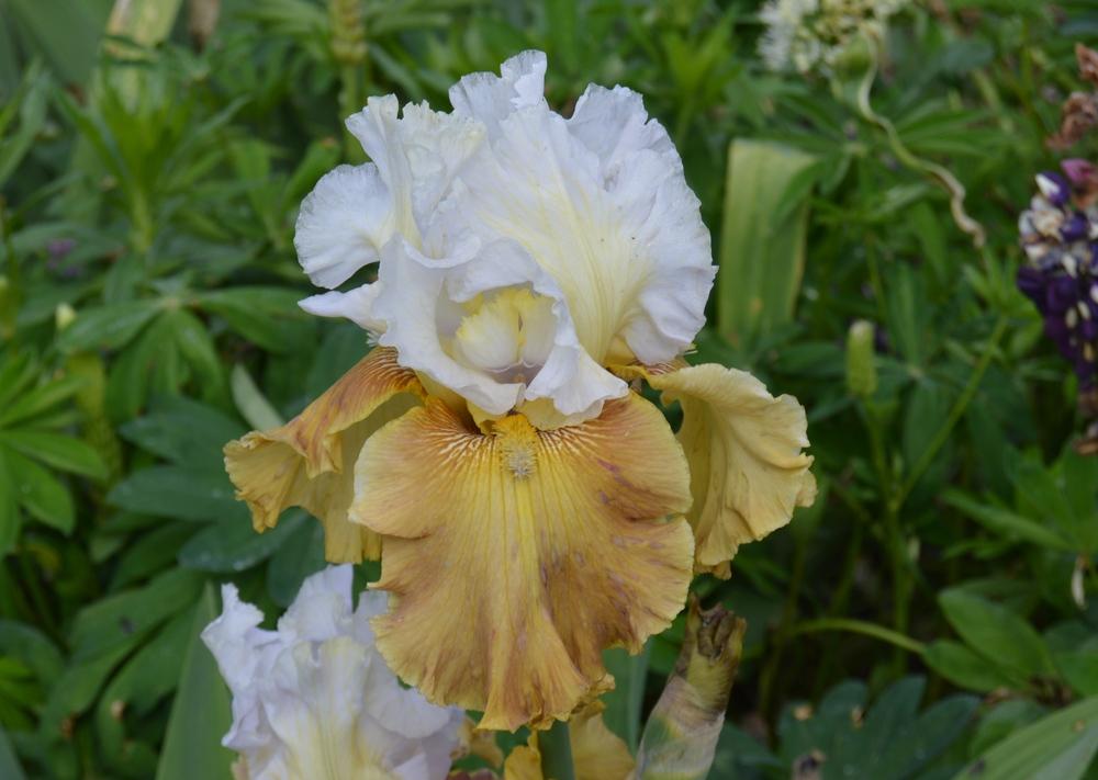 Tall Bearded Iris (Iris 'Changing Seasons') in the Irises Database ...