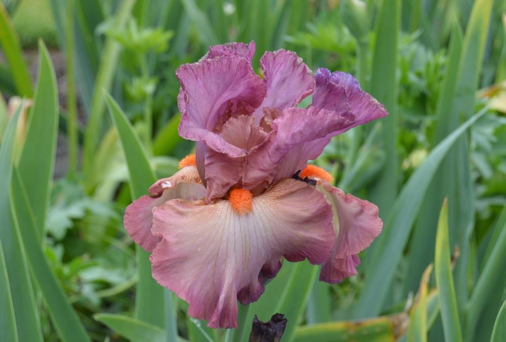 Tall Bearded Iris (Iris 'Cardinal Expression') in the Irises Database ...