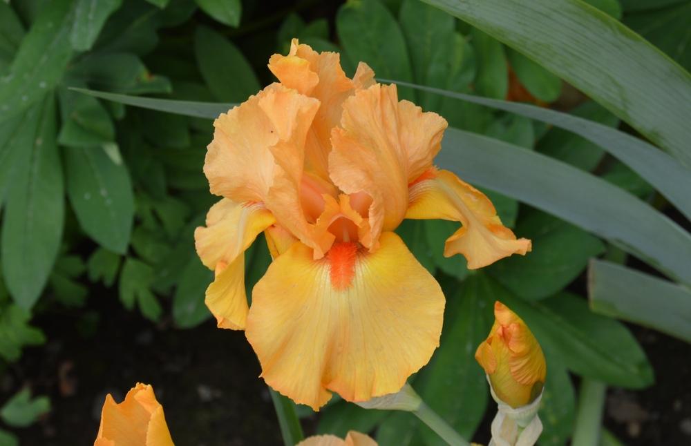 Tall Bearded Iris (Iris 'China Moon') in the Irises Database - Garden.org