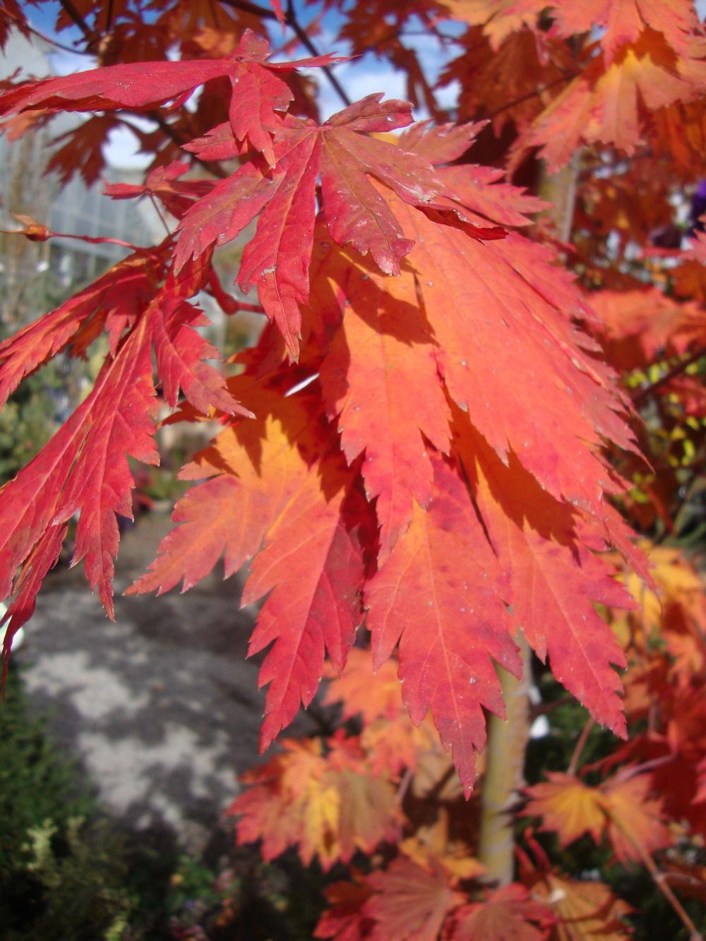 Photo of the fall color of Full Moon Maple (Acer japonicum 'Rising Sun ...