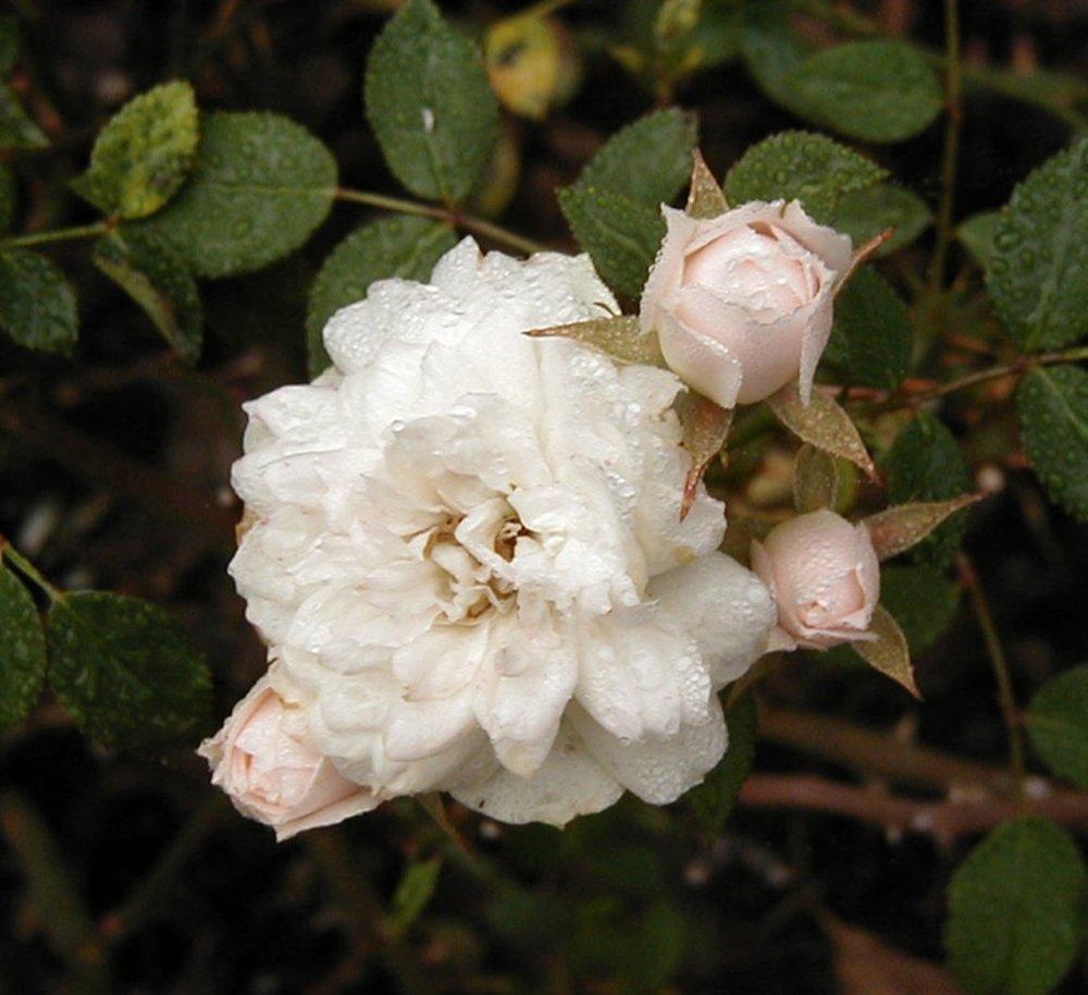 Photo of the bloom of Rose (Rosa 'Little Eskimo') posted by RoseBlush1 ...