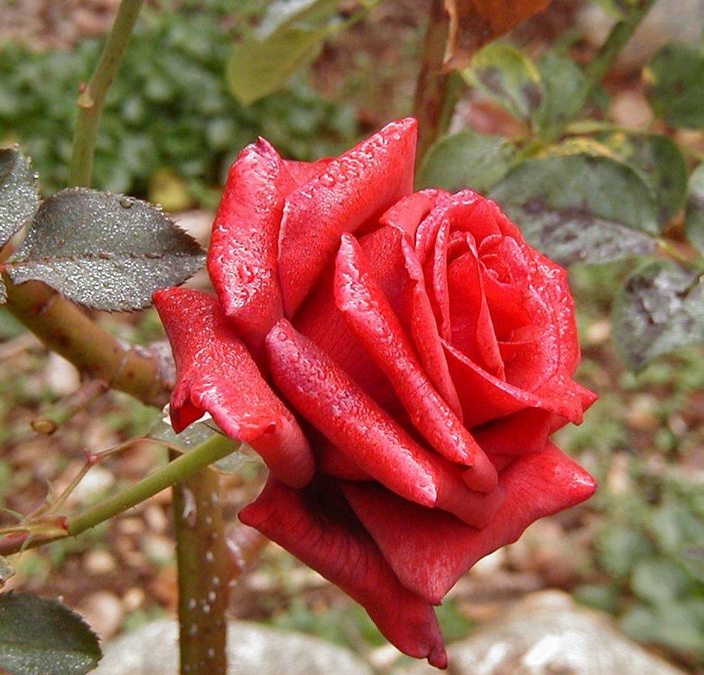 Photo of the bloom of Rose (Rosa 'Firefighter') posted by RoseBlush1 ...