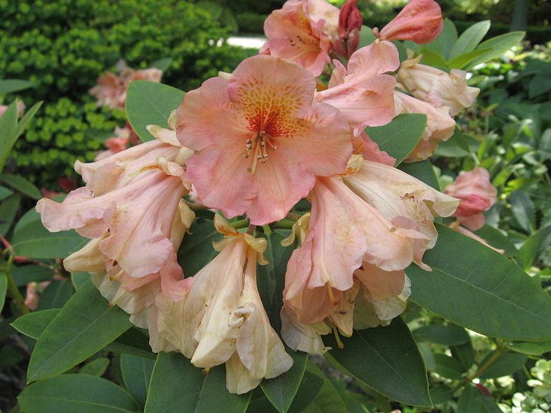 Rhododendron 'Olga' in the Rhododendrons Database - Garden.org