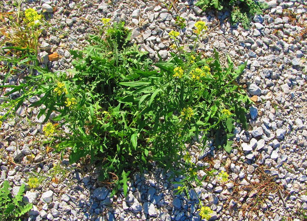 Annual Turnip Rape (Brassica rapa subsp. oleifera) in the Brassicas ...