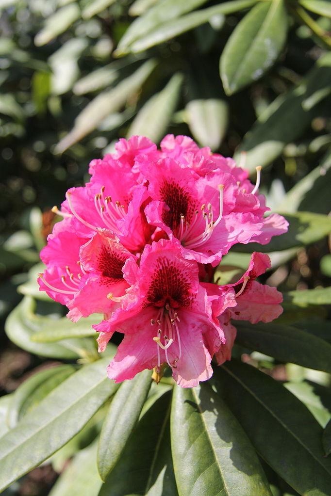 Photo of the bloom of Rhododendron 'Lord Roberts' posted by ...